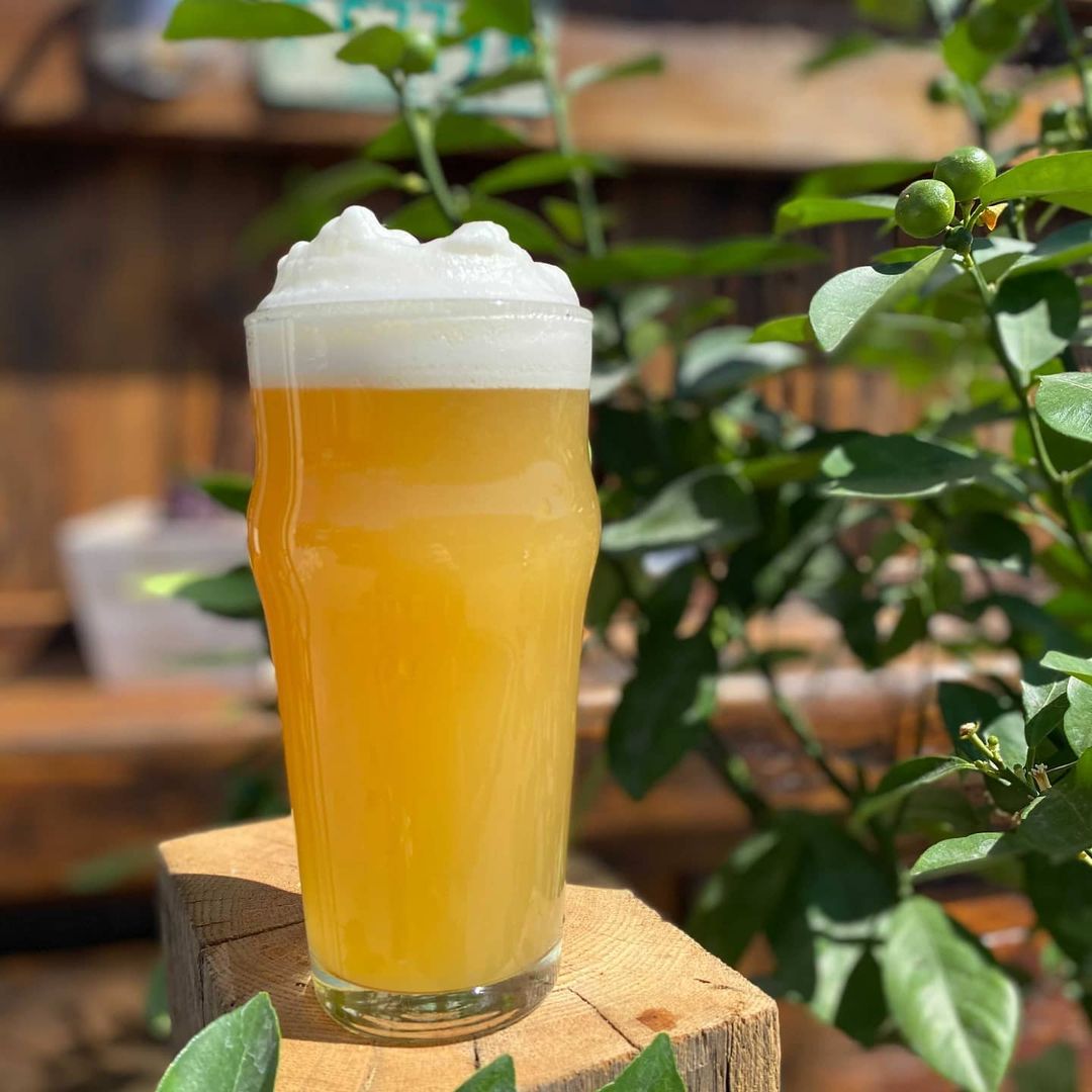 QUESTED | West-Coast Style IPA | 7% – Twin Elephant Brewing Company